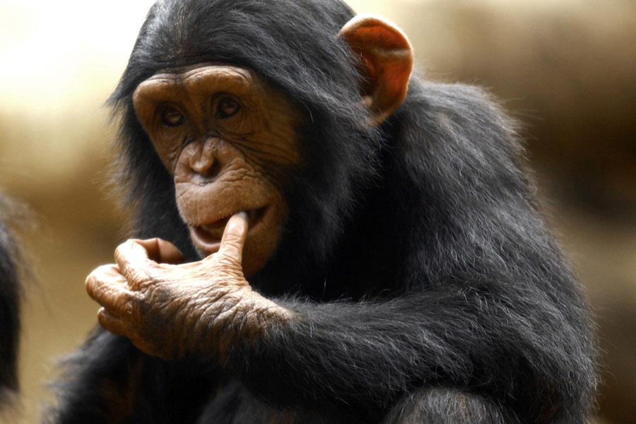 Los animales más inteligentes del mundo - El blog de Aladinia