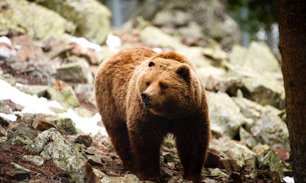Parques de animales para grandes y pequeños en España - El blog de Aladinia