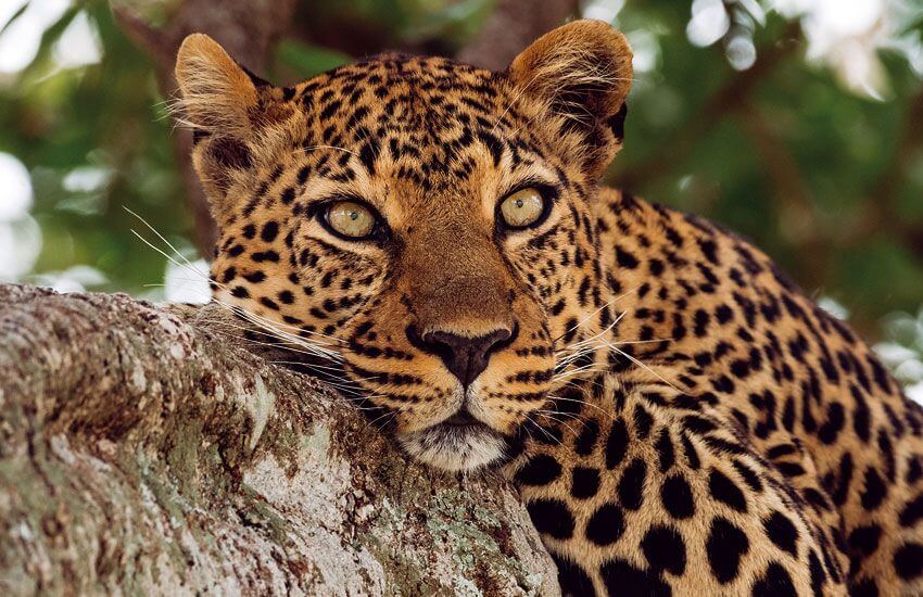 Parques de animales para grandes y pequeños en España - El blog de Aladinia