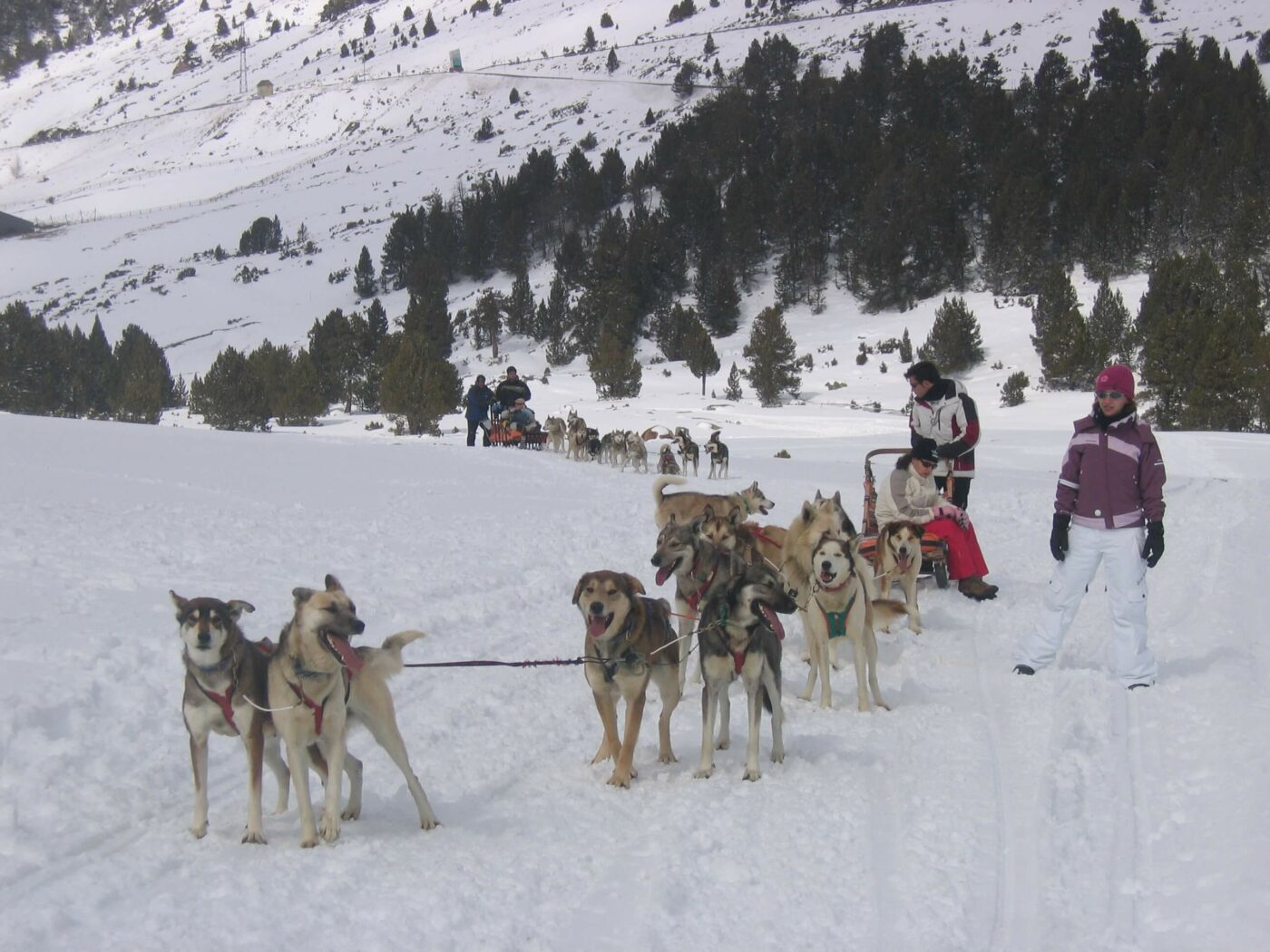 Mushing en Andorra: todo lo que necesitas saber - El blog de Aladinia