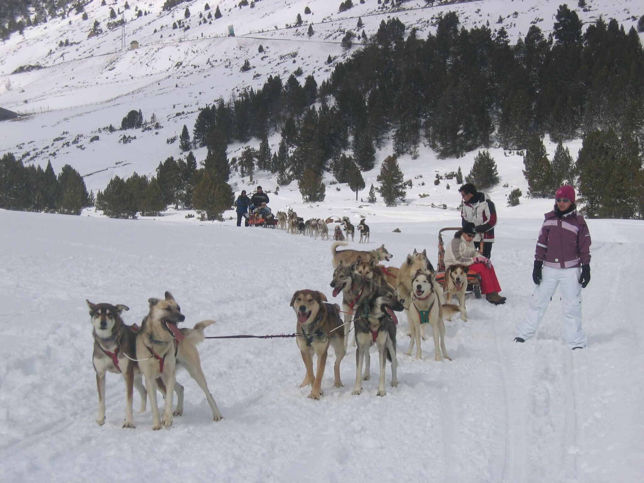 Mushing en Andorra: todo lo que necesitas saber - El blog de Aladinia